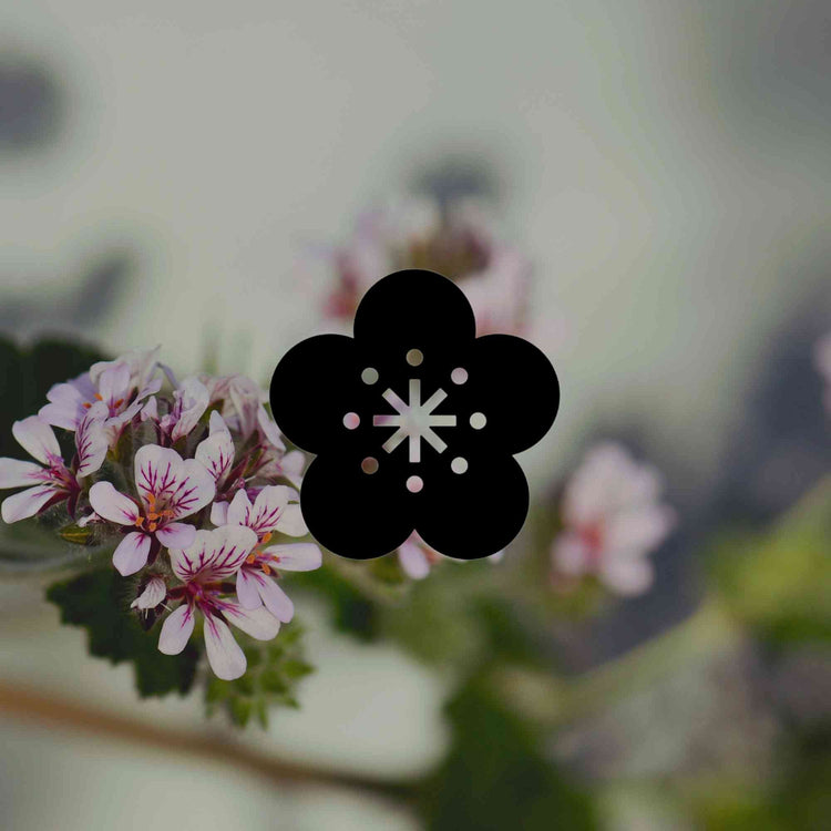 12 Australian Native Plants for Pots Matched to Your Climate ...