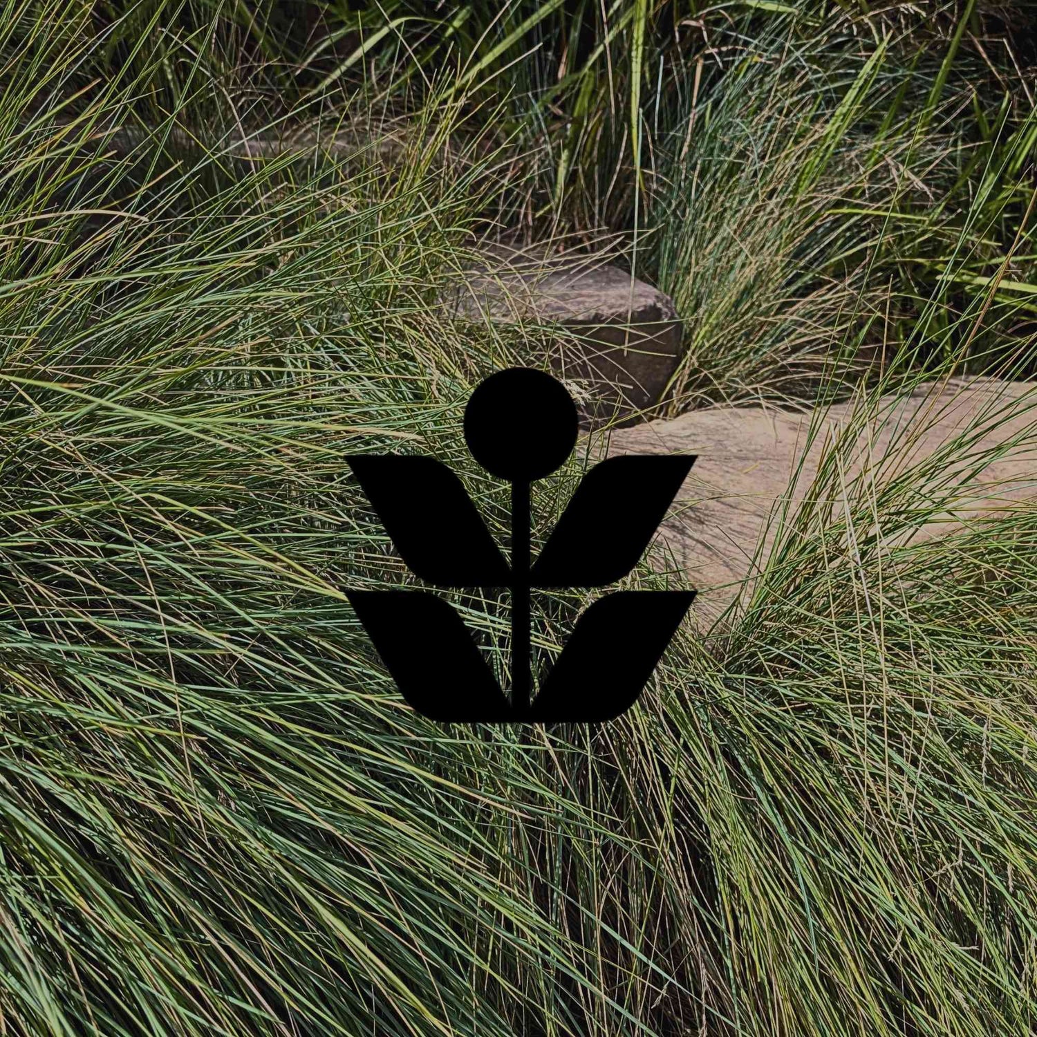 15 Australian Native Grasses for Added Texture in Your Garden ...