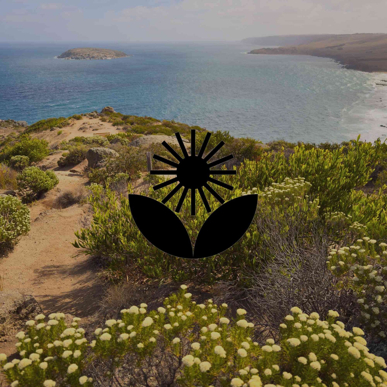 15 Super Tough Australian Native Coastal Plants for Gardens ...