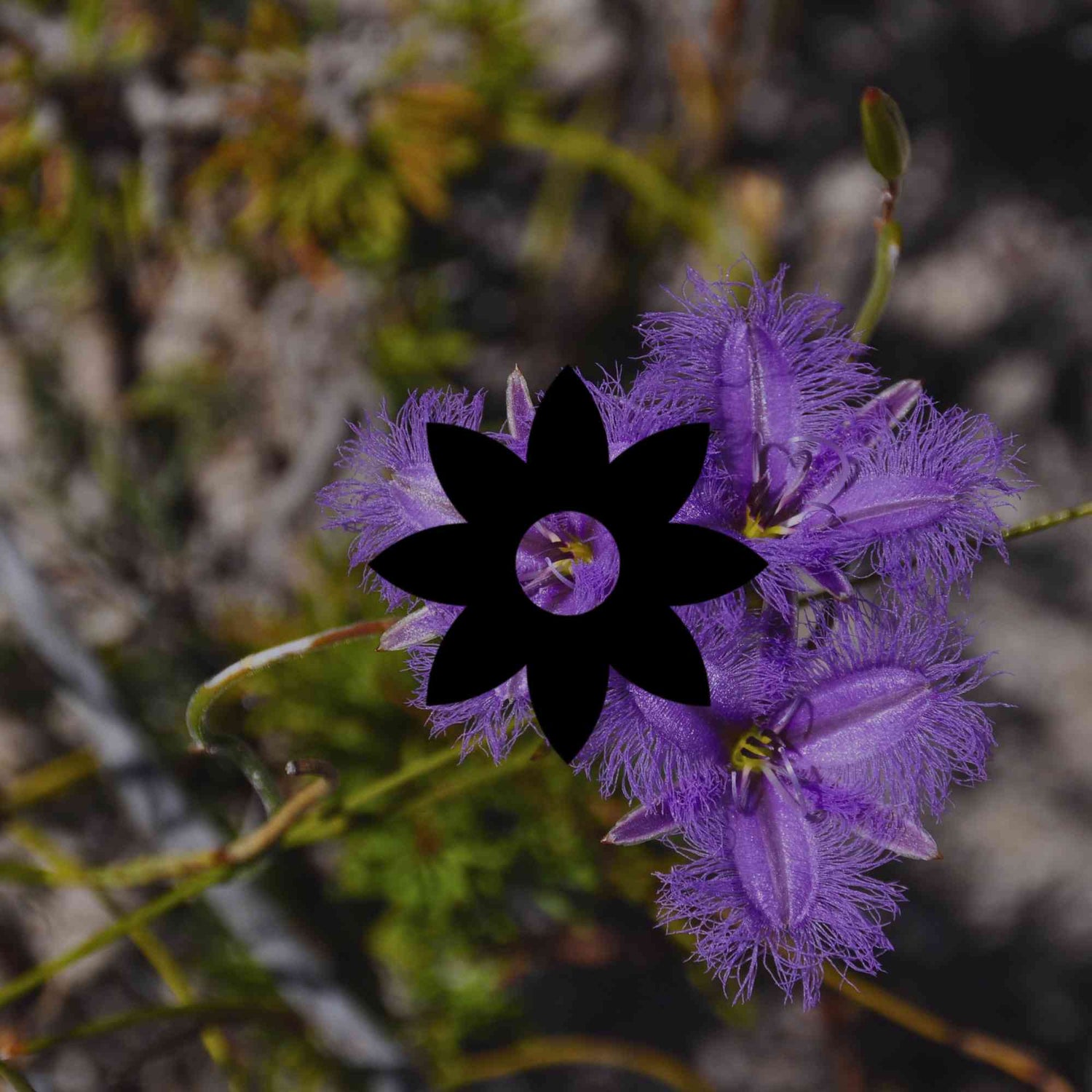 The 12 Best Australian Native Plants for Melbourne Gardens – Minimalist ...